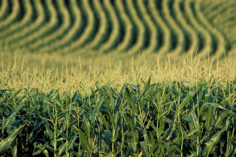 Avoid List | GMO Awareness